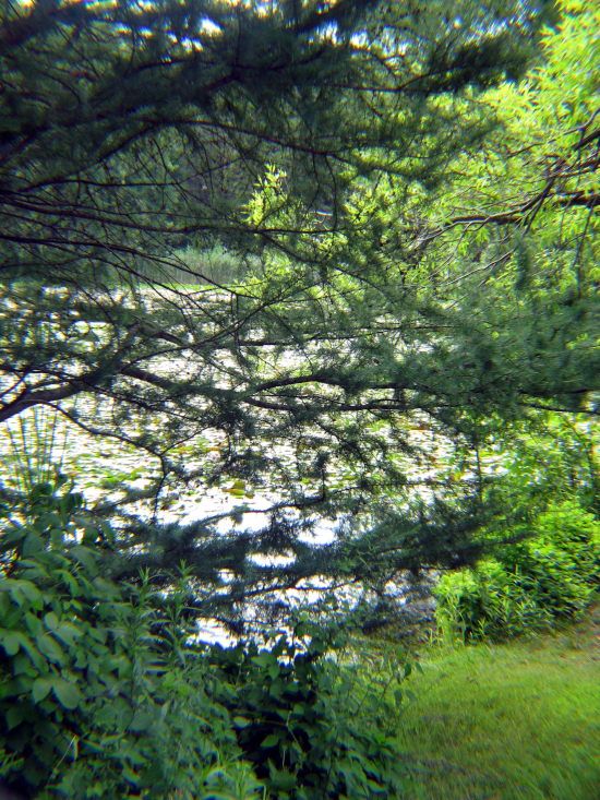 A Visit at the Ponds